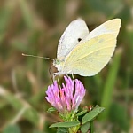 Butterfly on a flower. | The Umpteen Keys to Resilience