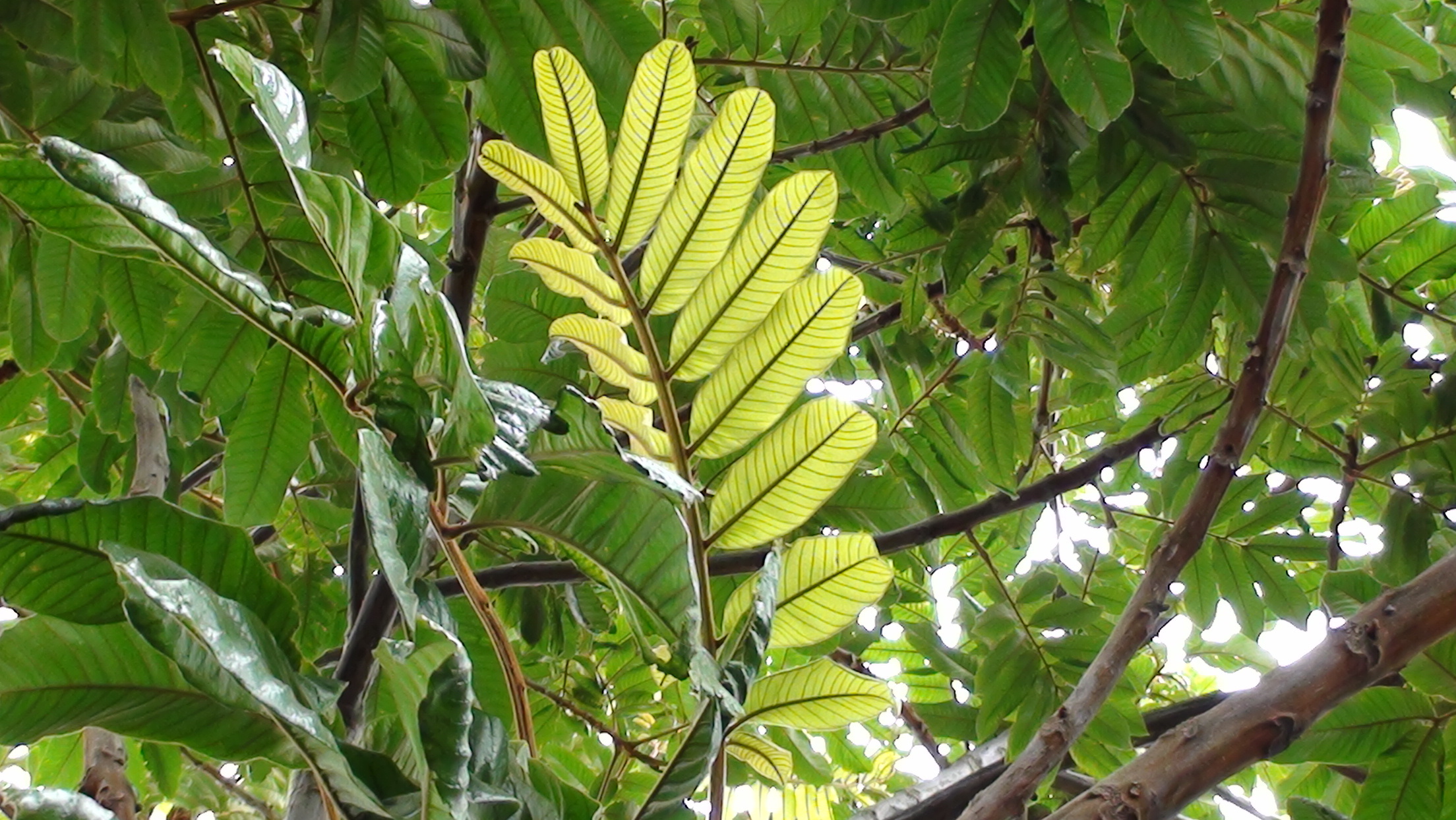 Tamarind | The Umpteen Keys to Resilience